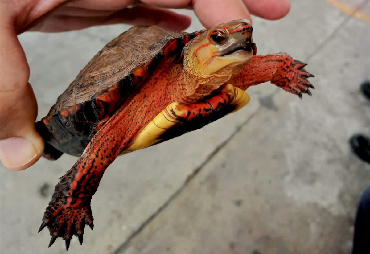 Localizan Tortuga Dragón en la localidad de Mora | Meridiano.mx