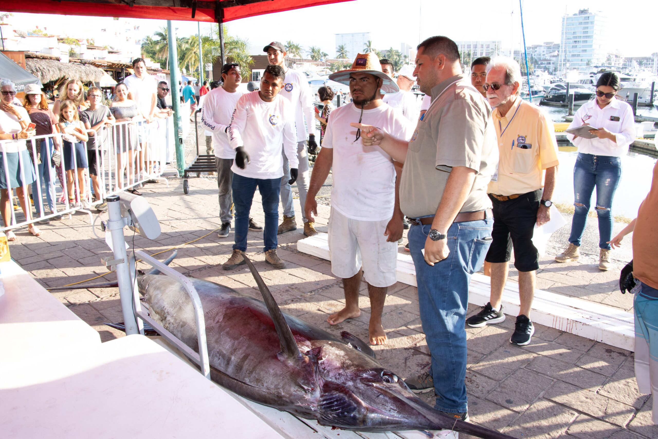 El marlín, la estrella del día 2 del 66 Torneo Internacional de Pesca ...