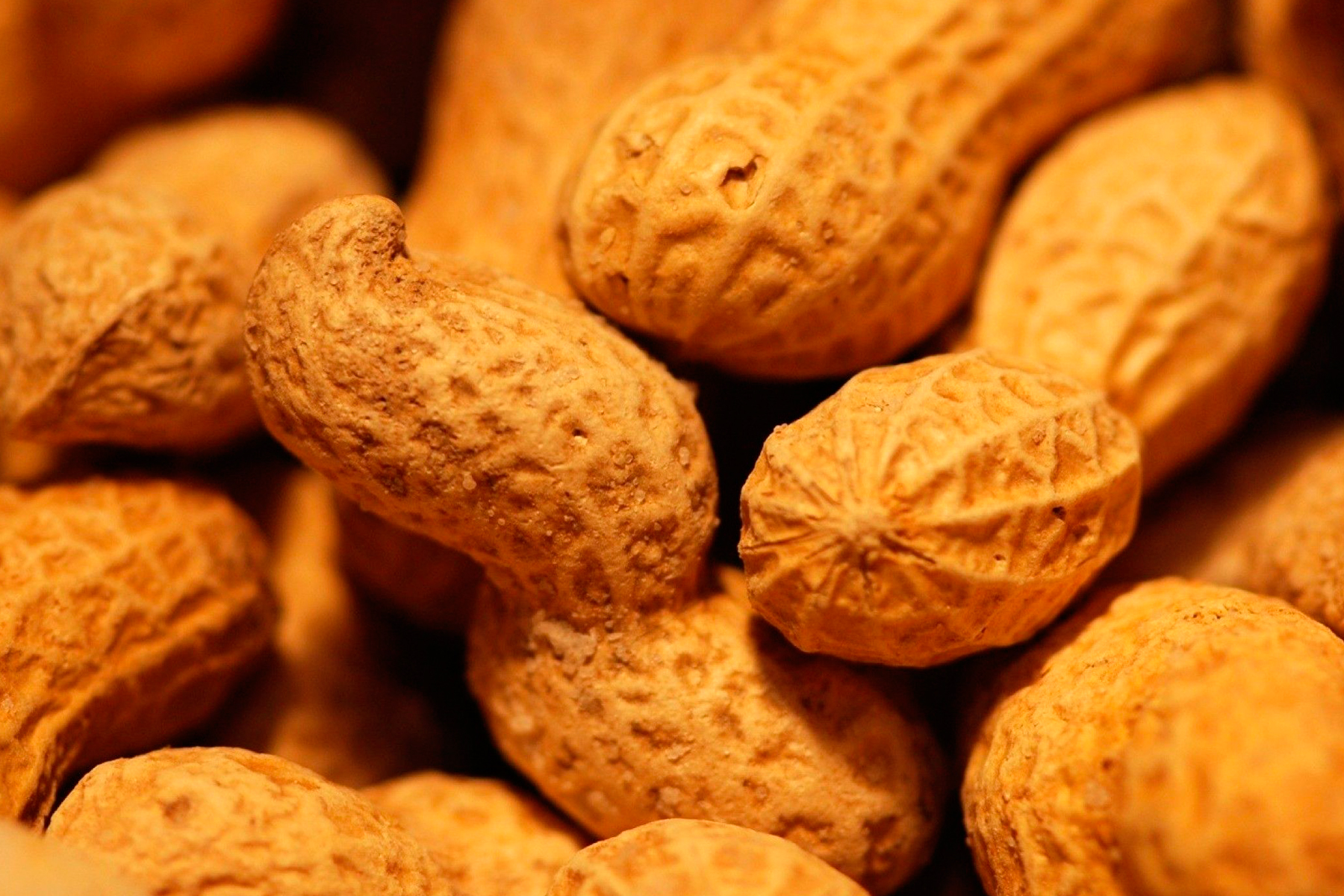 Listos, producción y abasto de cacahuate para posadas | Meridiano.mx