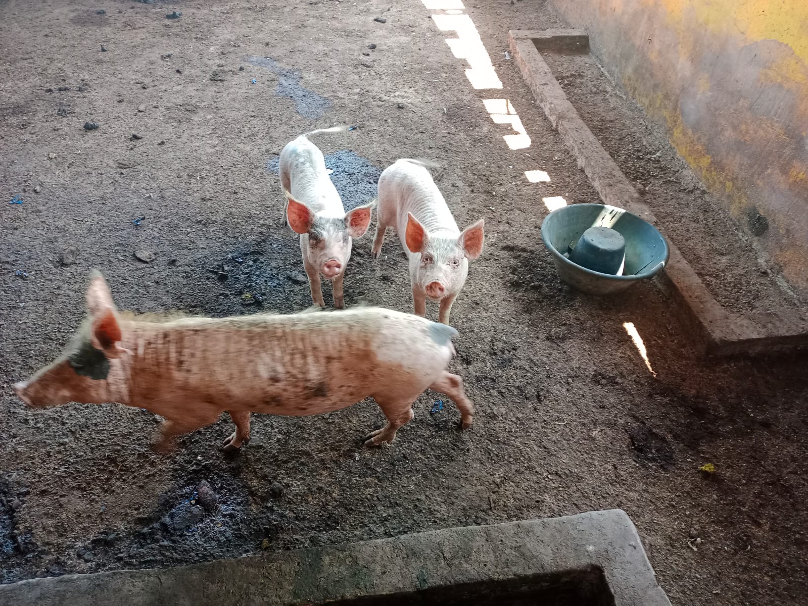 Se robaron a los 3 cochinitos | Meridiano.mx