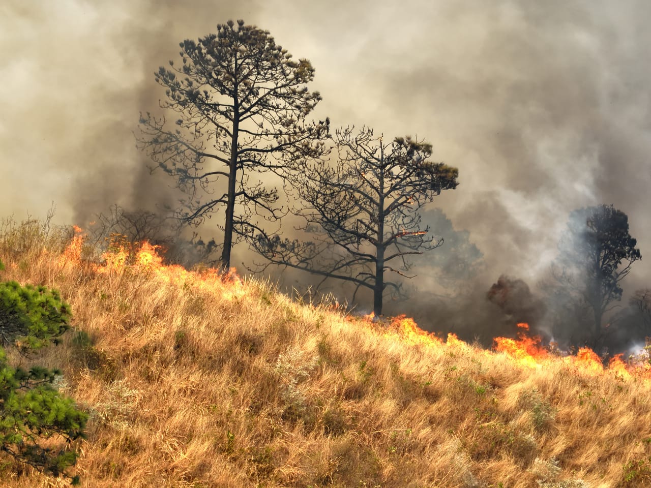 Luchan contra el fuego en el San Juan | Meridiano.mx