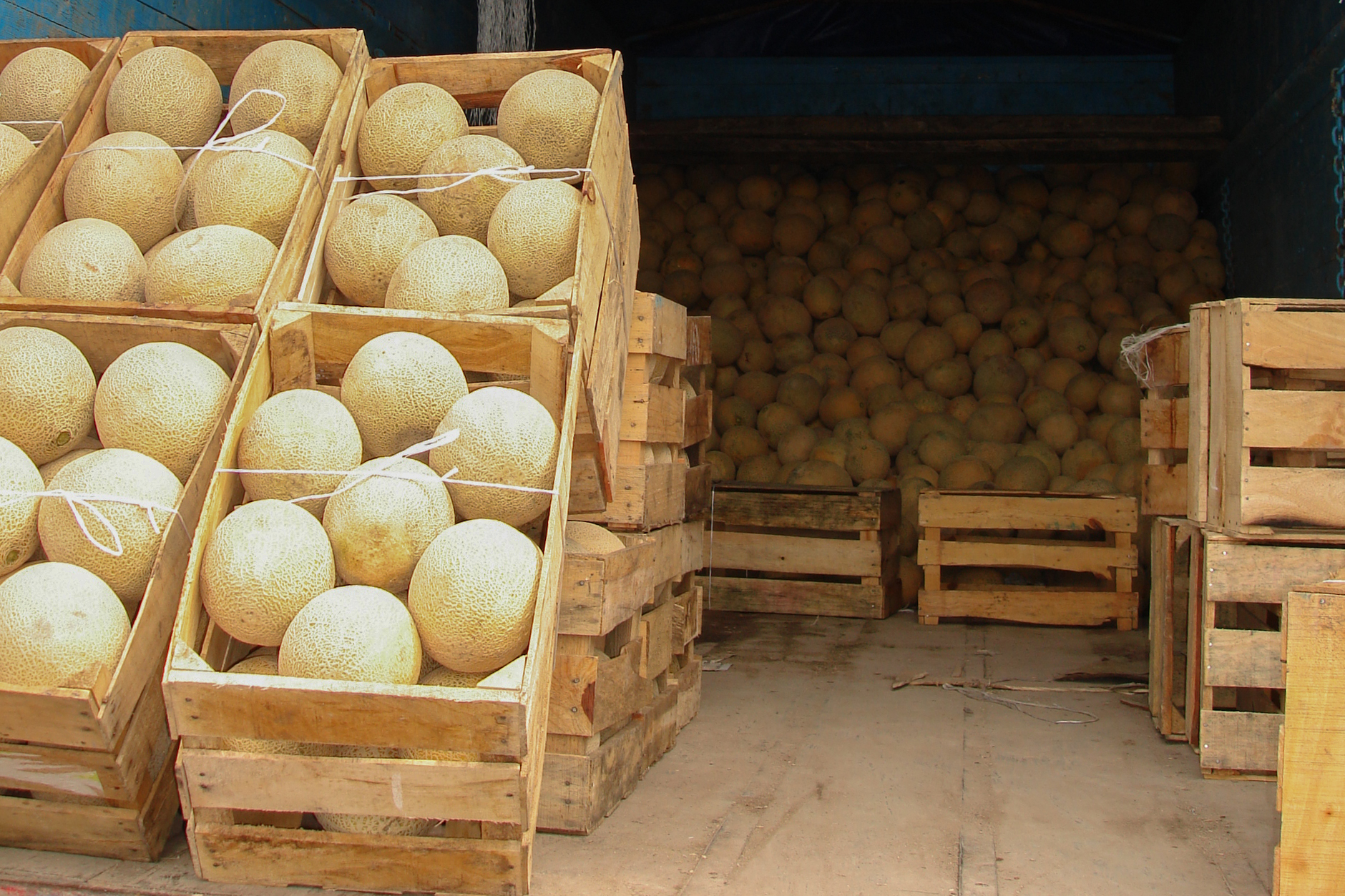 Melón mexicano, un fruto con creciente demanda y producción nacional ...
