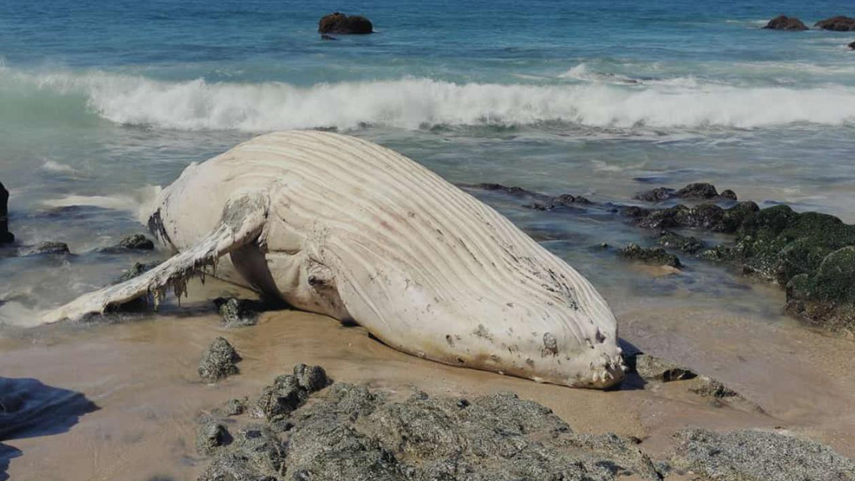 Anuncia Profepa desorientación natural en ballena encallada en San Blas ...