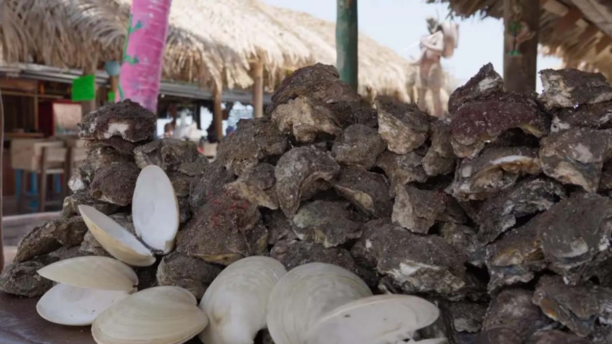 Inicia veda de ostión de roca en costas nayaritas | Meridiano.mx