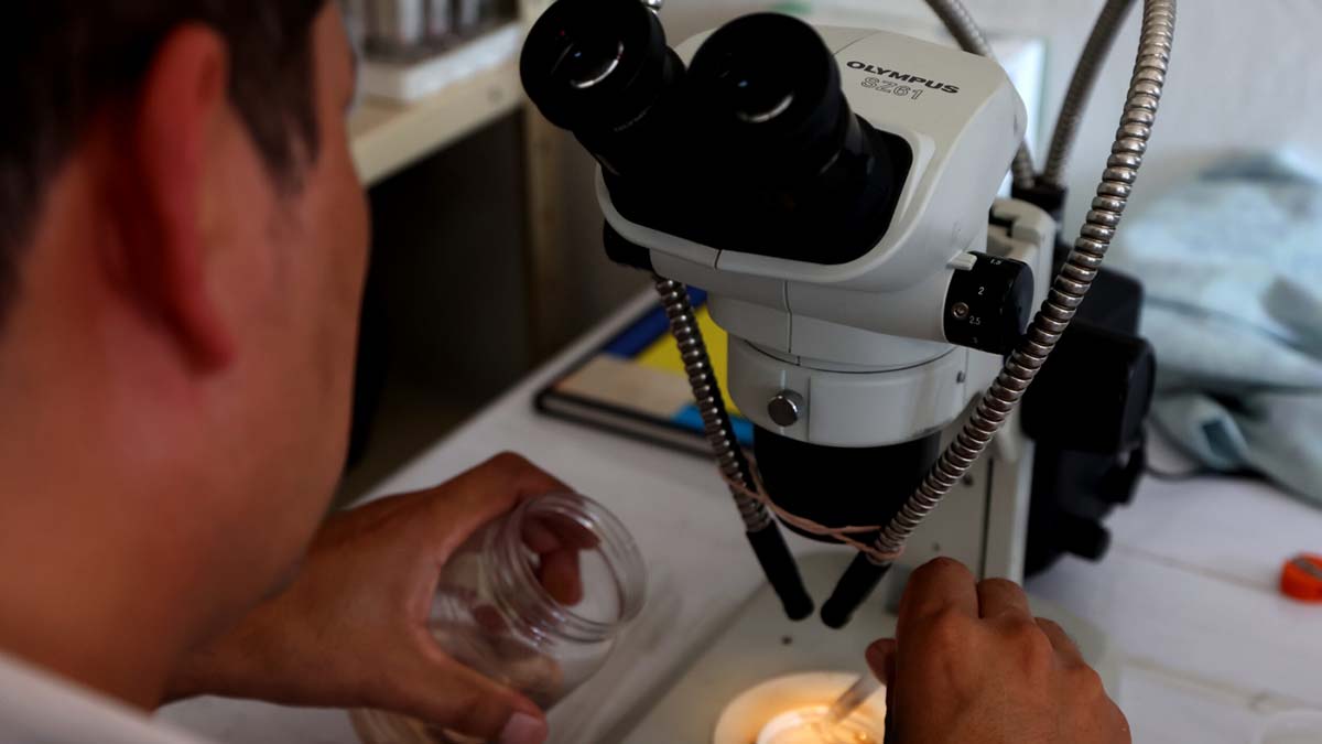 Fortalece IMSS Nayarit prevención del dengue | Meridiano.mx