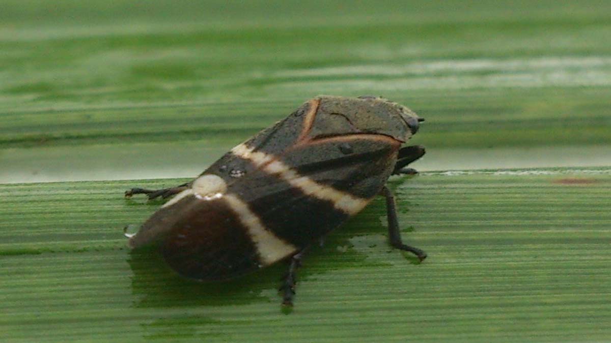 Peligra la cosecha de caña por plaga de Mosca Pinta | Meridiano.mx