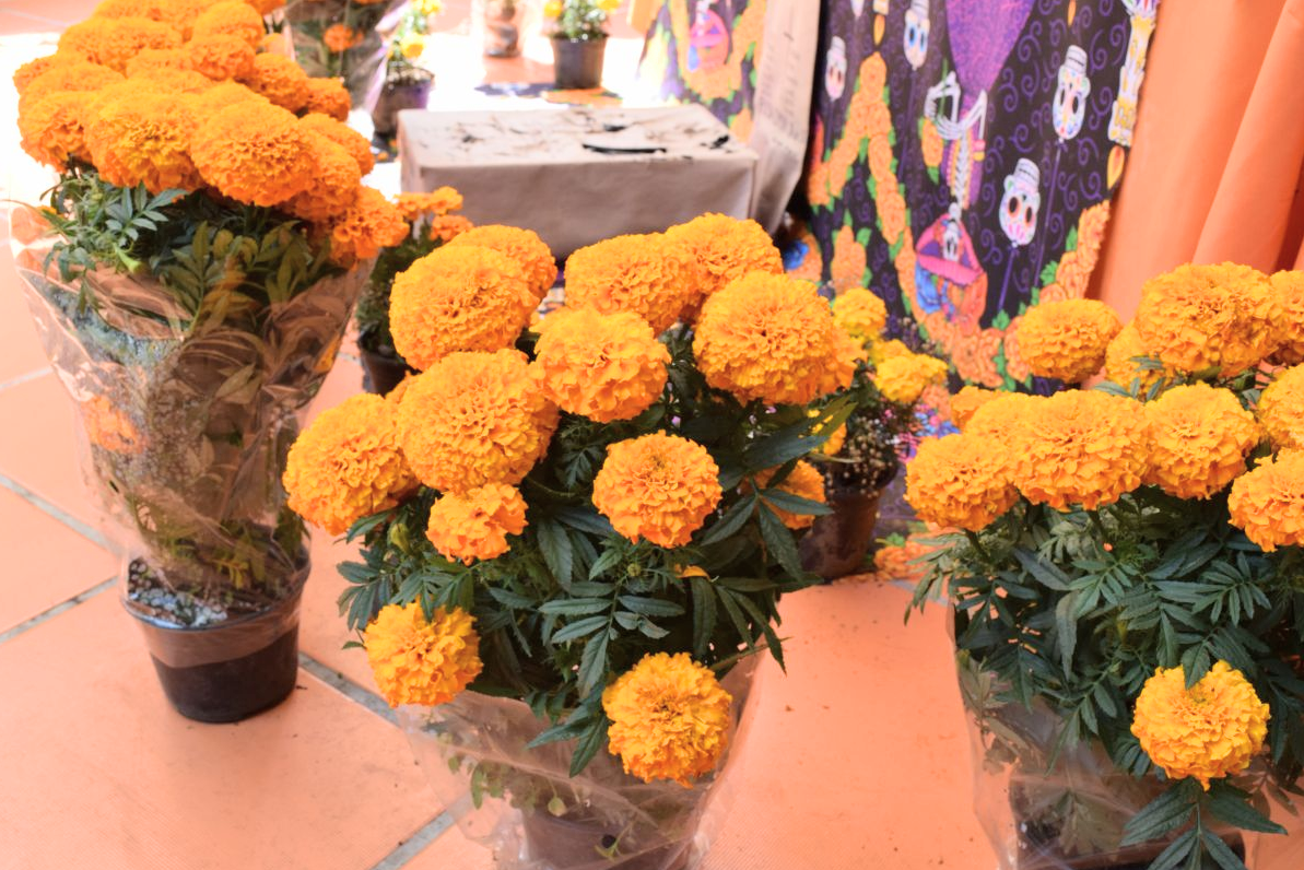 Cempasúchil accesible para familias en celebraciones tradicionales ...