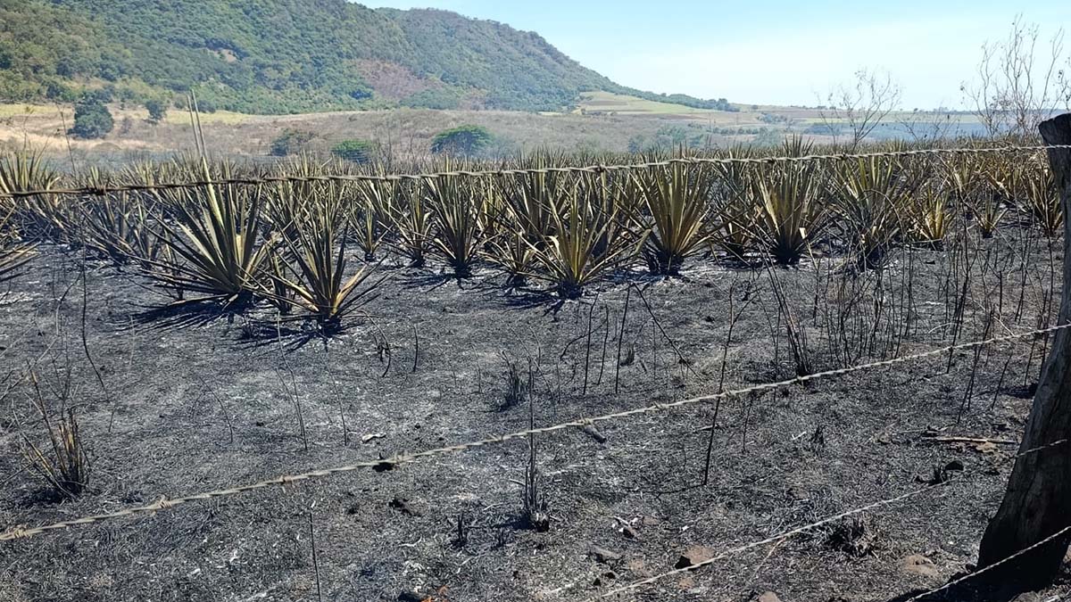 Abandonan cultivo de agave por desplome en el precio | Meridiano.mx